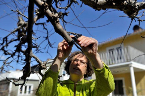 Ympa äppelträd|viivilla.se