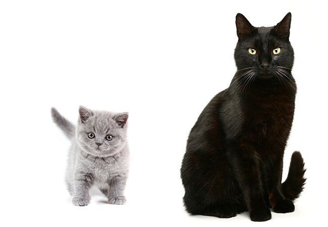 Katteracer | De 10 mest populære katteracer i Danmark | idenyt