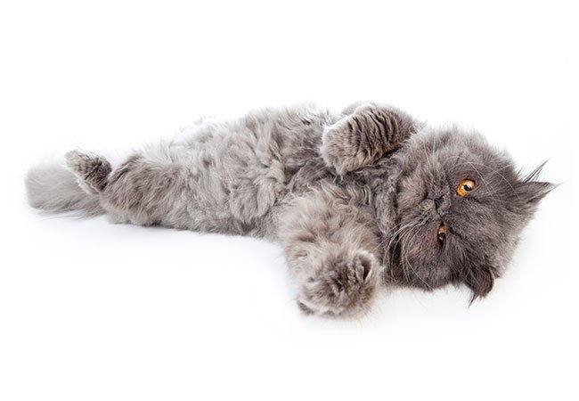 Katteracer | De 10 mest populære katteracer i Danmark | idenyt