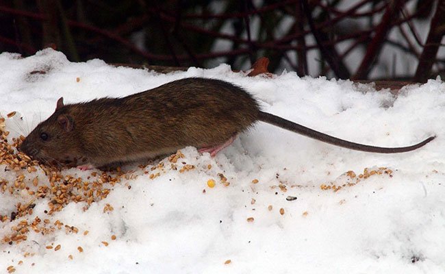 Rottelort: Sådan ser du forskel på musens og rottens afføring