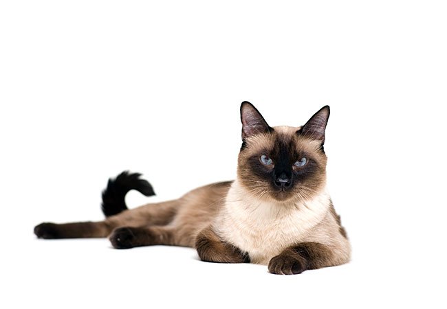 Katteracer | De 10 mest populære katteracer i Danmark | idenyt