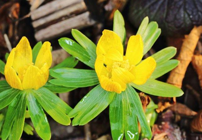 Erantis - sådan får du et gult tæppe af blomster i haven | idenyt