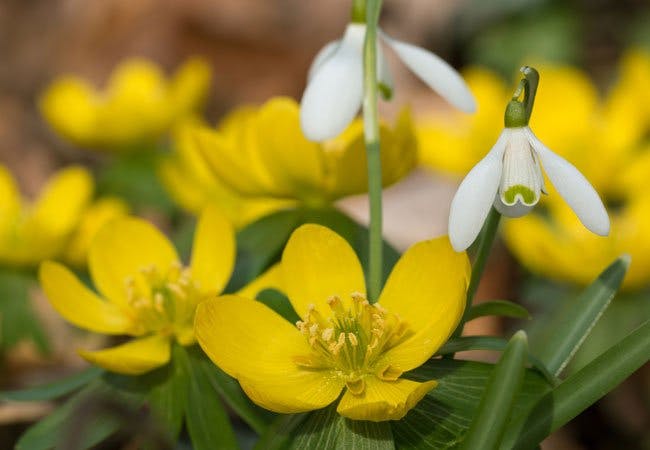 Erantis - sådan får du et gult tæppe af blomster i haven | idenyt