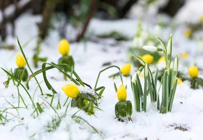 Erantis - sådan får du et gult tæppe af blomster i haven | idenyt