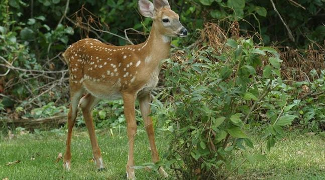 Rådyr i haven | Disse planter spiser de ikke | idenyt