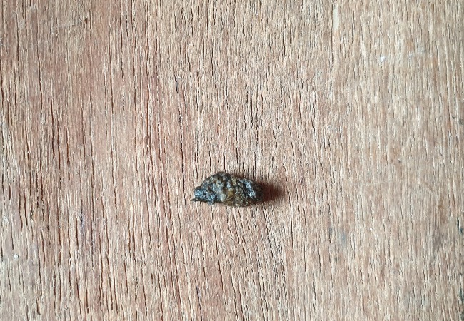 Rottelort: Sådan ser du forskel på musens og rottens afføring